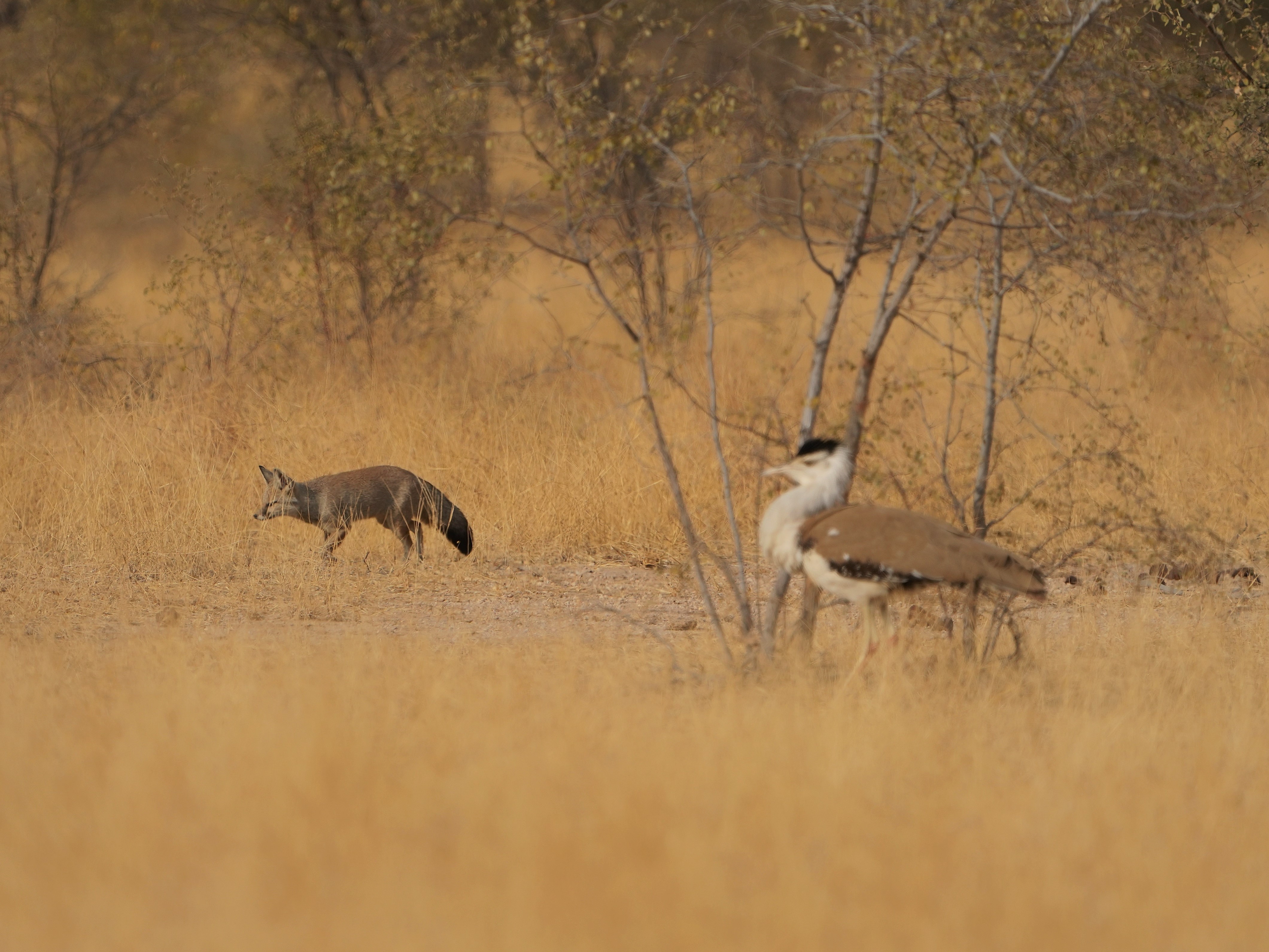 Birds of the Thar Desert – Safari with Radheshyam