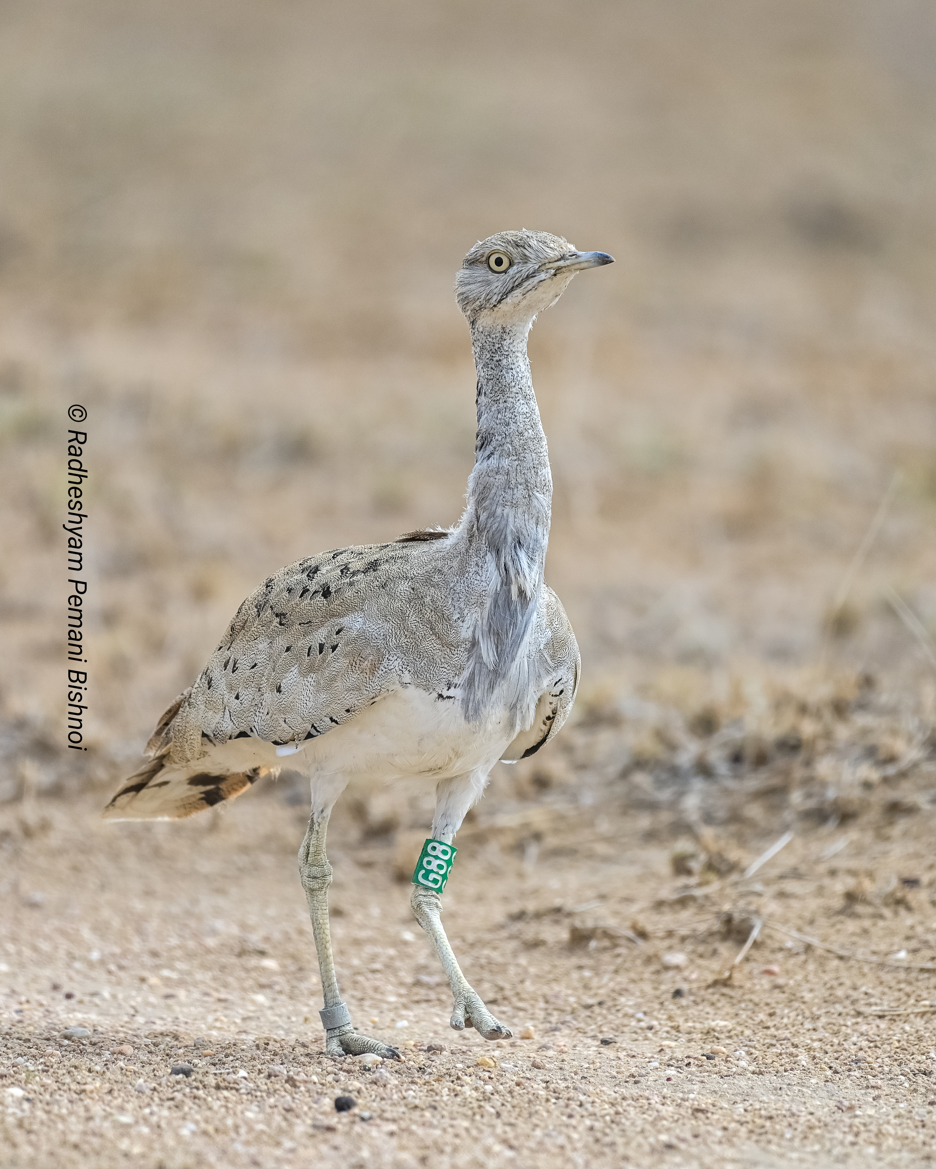 Birds of the Thar Desert – Safari with Radheshyam