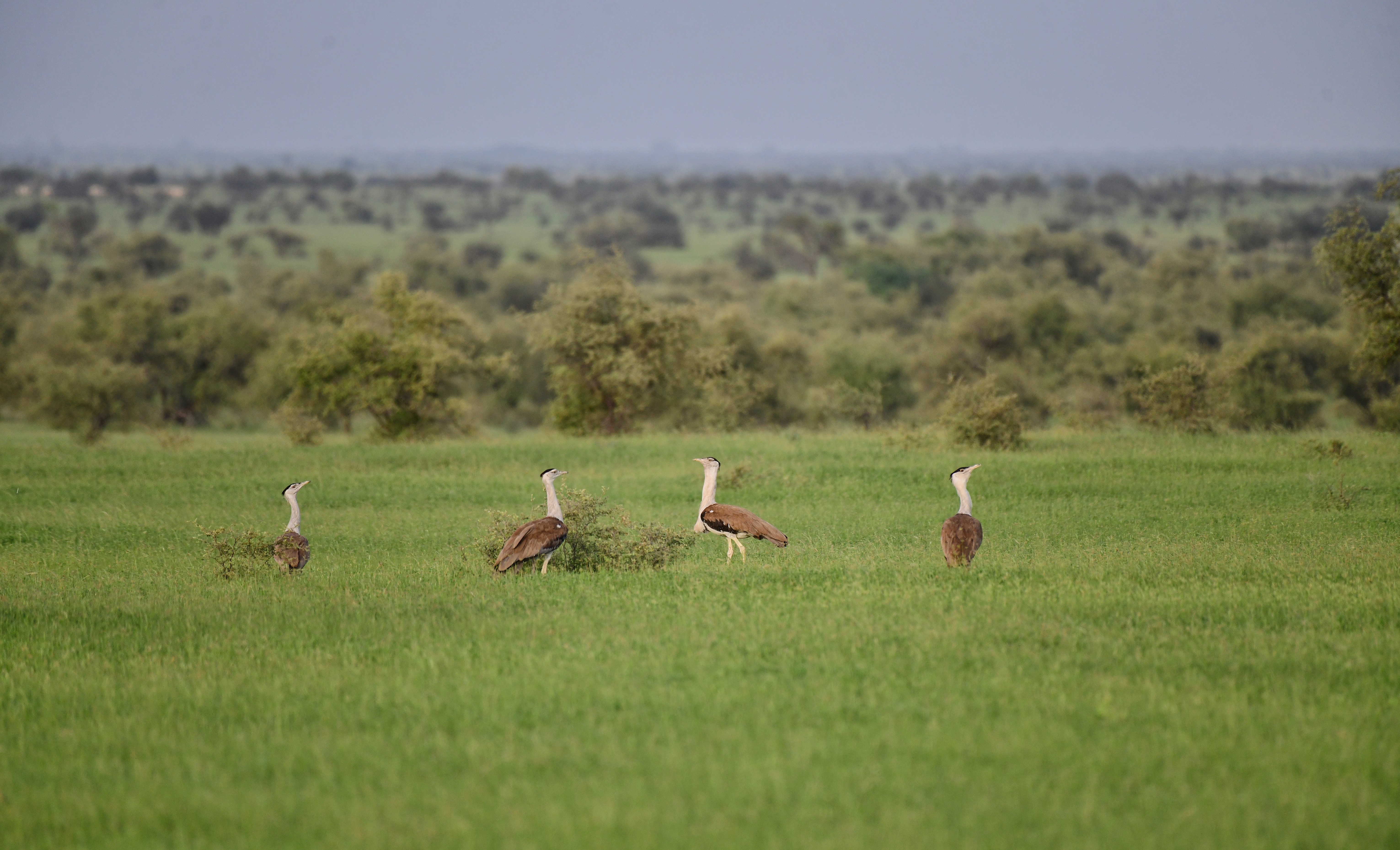 Birds of the Thar Desert – Safari with Radheshyam