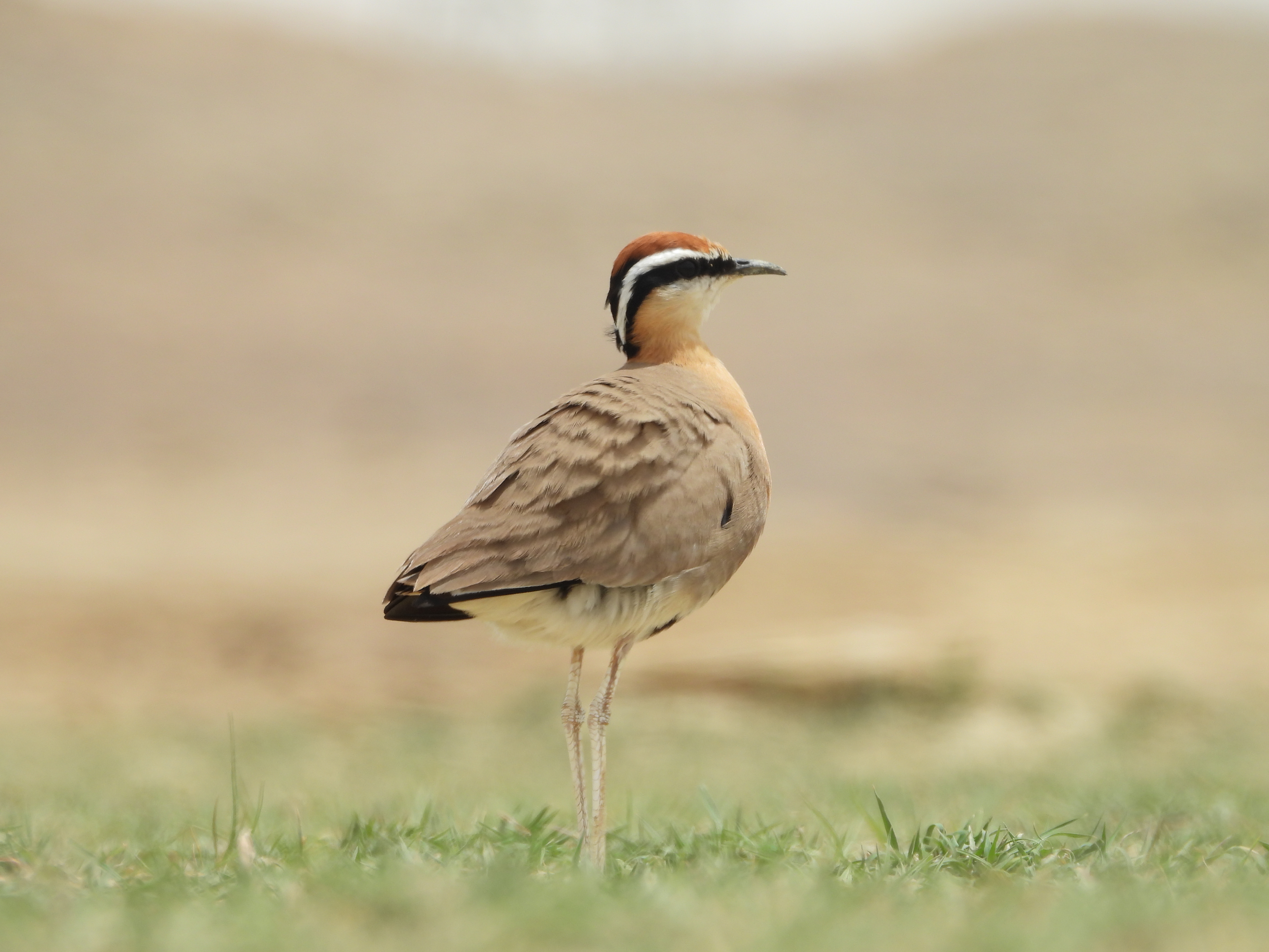 Birds of the Thar Desert – Safari with Radheshyam