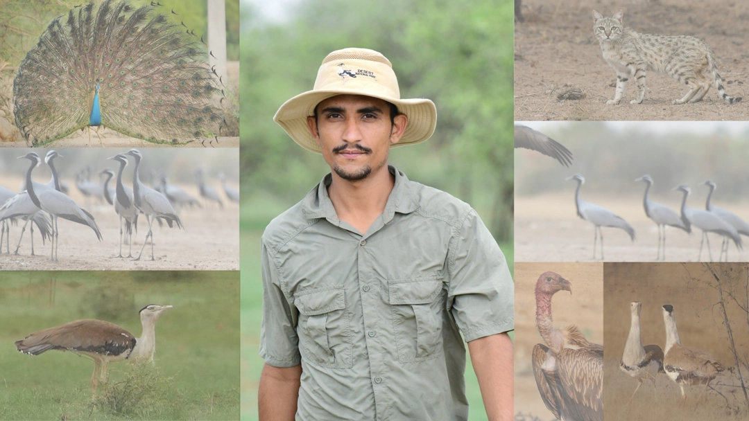 Reptiles of the Thar Desert – Radheshyam’s Safari, Jaisalmer